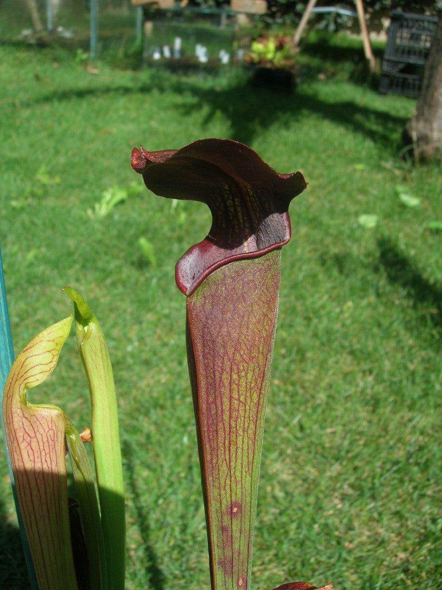 Sarracenia alata var. nigropurpurea Black tube, De Soto A27 MK – Giardino Carnivoro