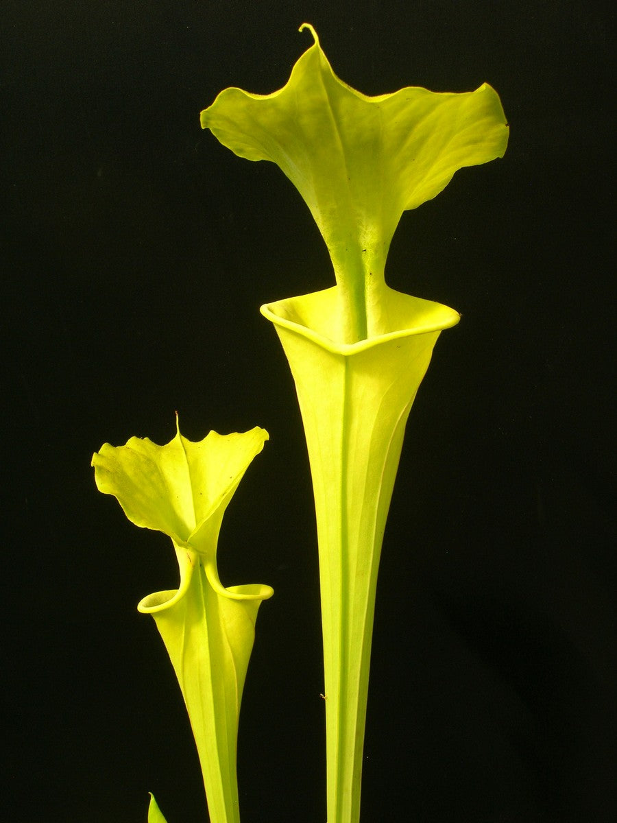 Sarracenia flava var. maxima – Giardino Carnivoro