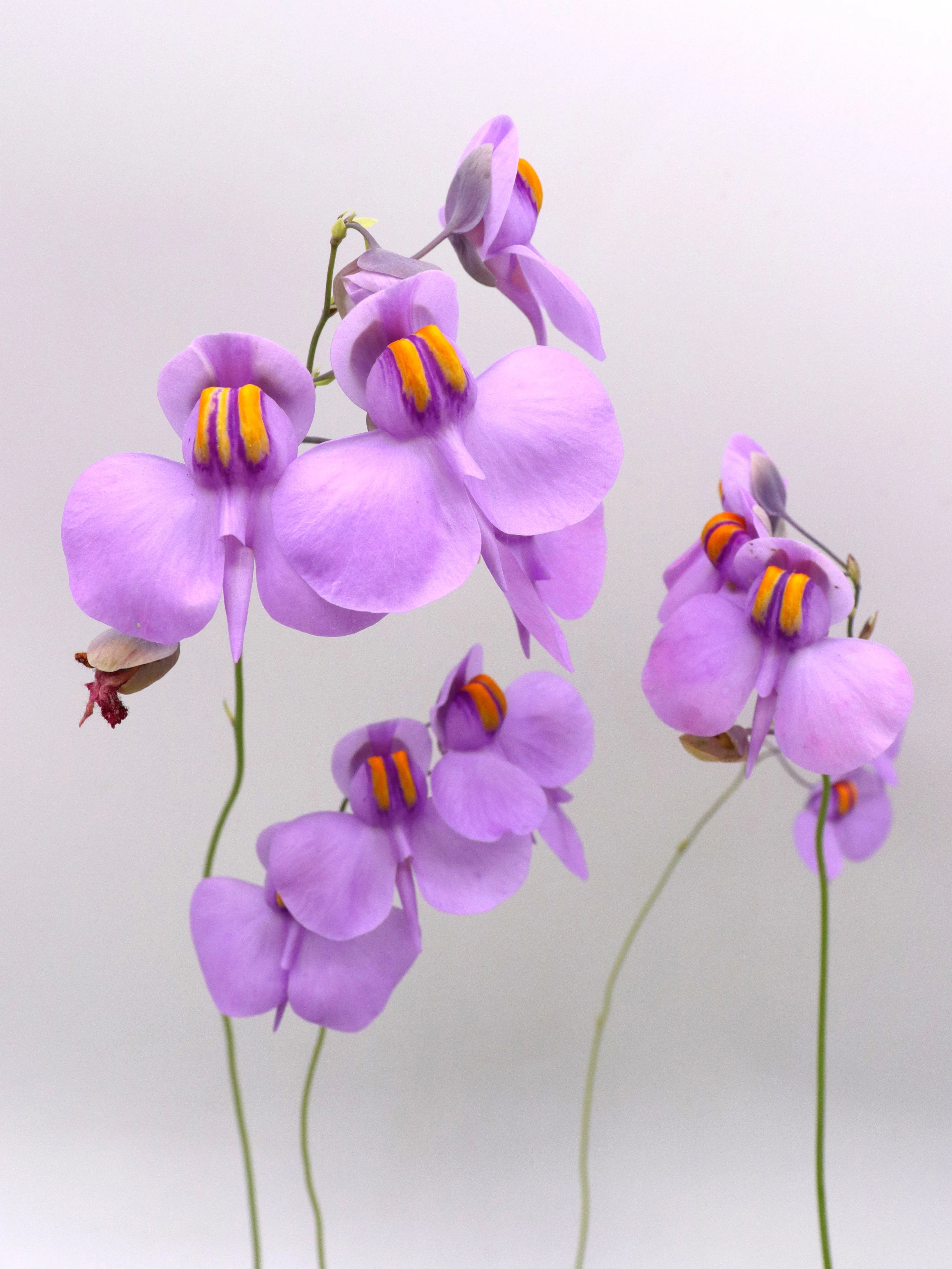 Utricularia – Giardino Carnivoro