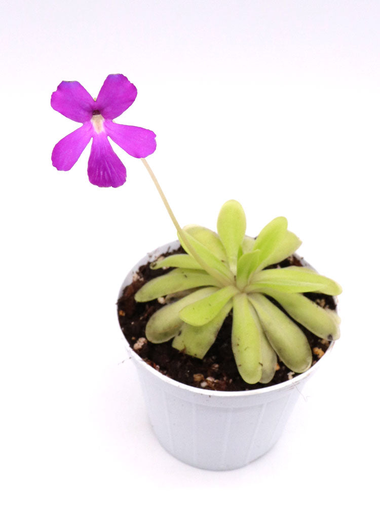 Mexican Pinguicula – Giardino Carnivoro