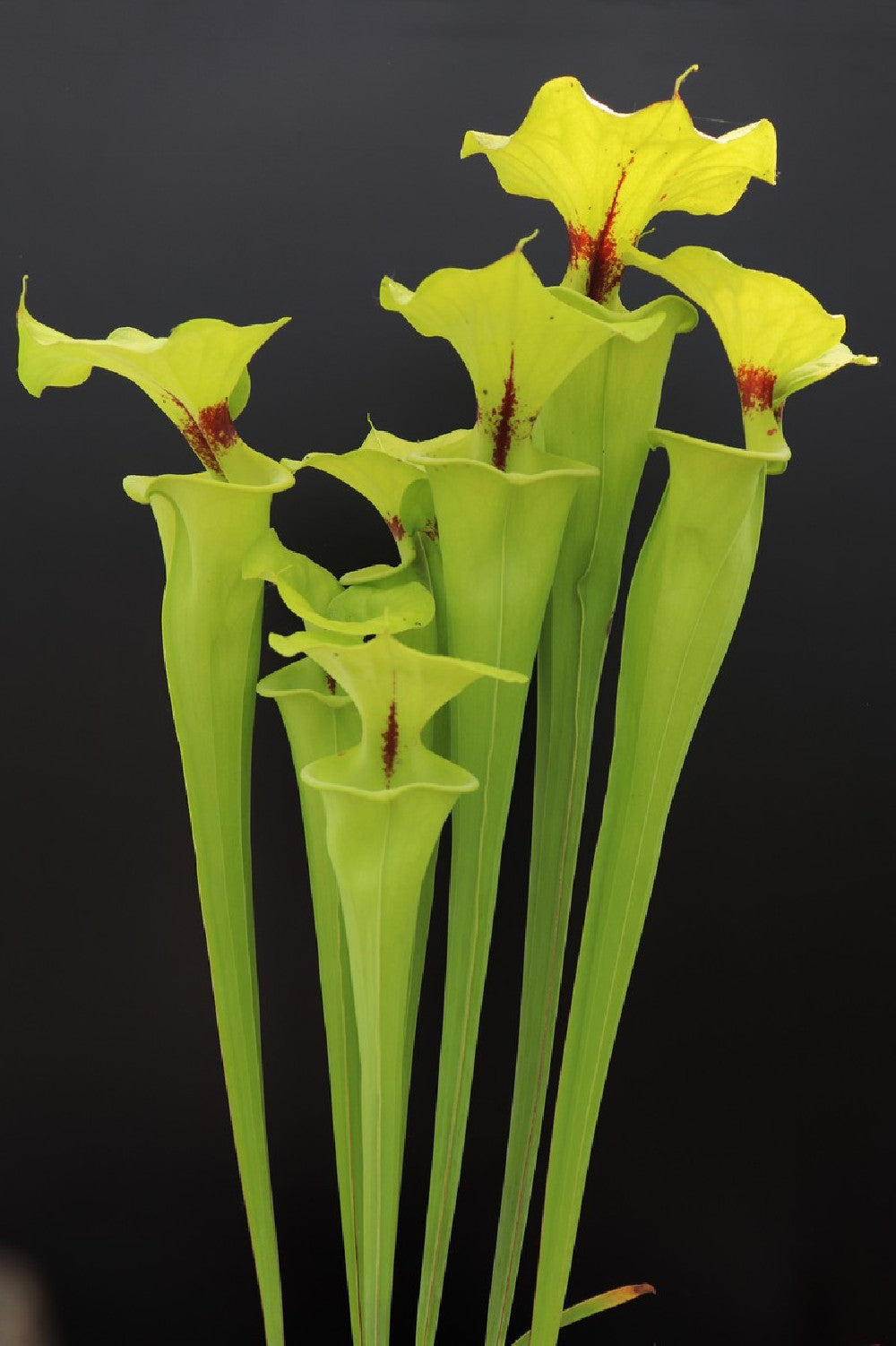 Sarracenia Flava Var. Rugelii – Giardino Carnivoro
