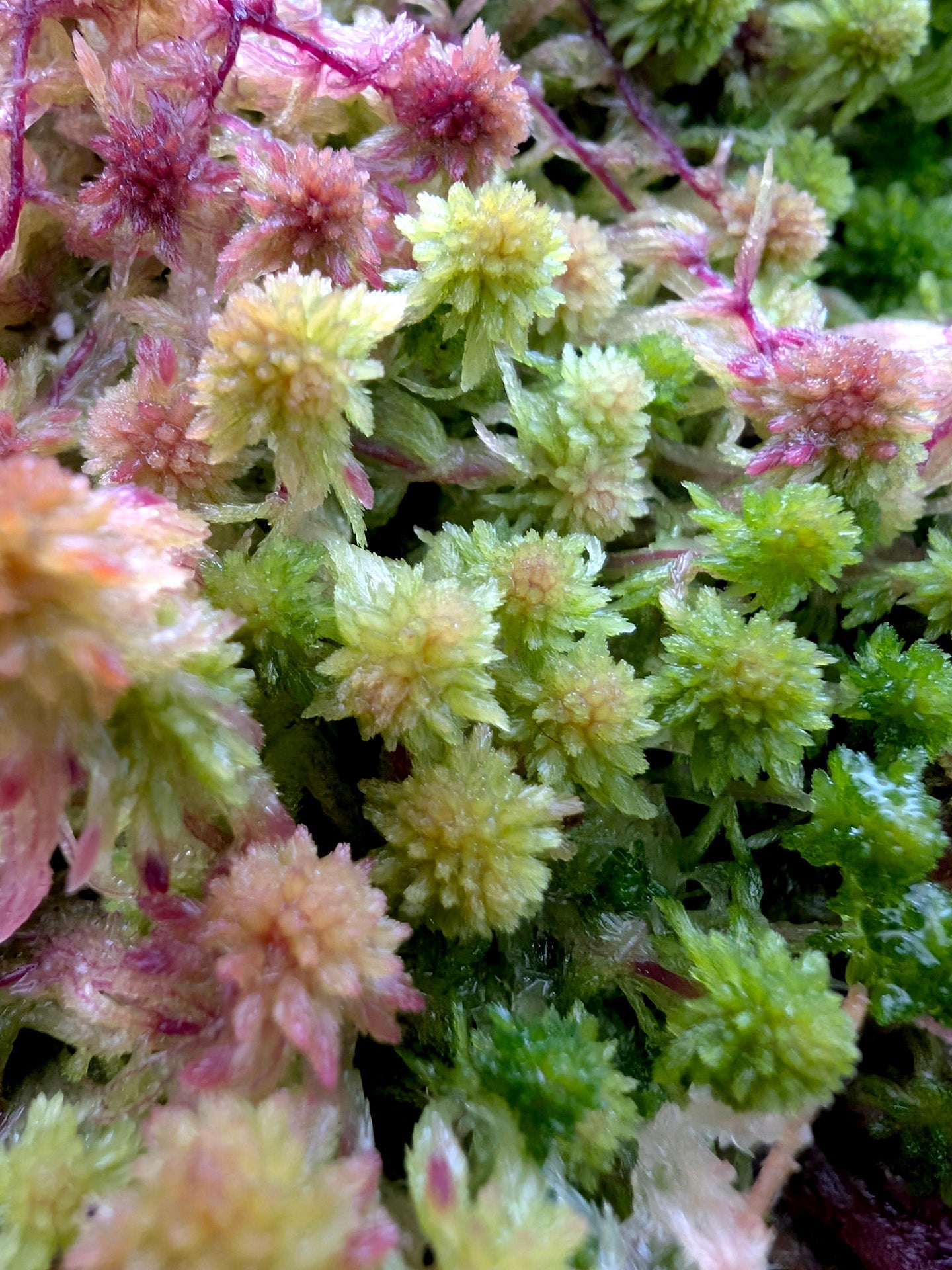 Sfagno vivo – Giardino Carnivoro