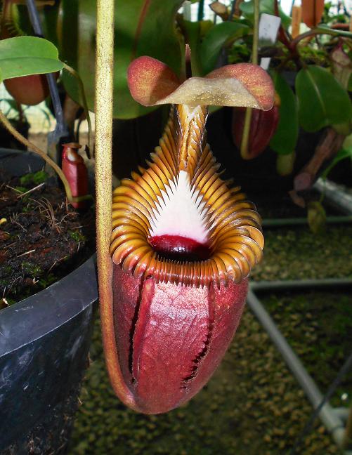 Nepenthes villosa BE-3225 M – Giardino Carnivoro