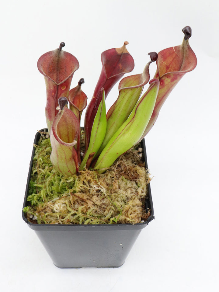Heliamphora – Giardino Carnivoro