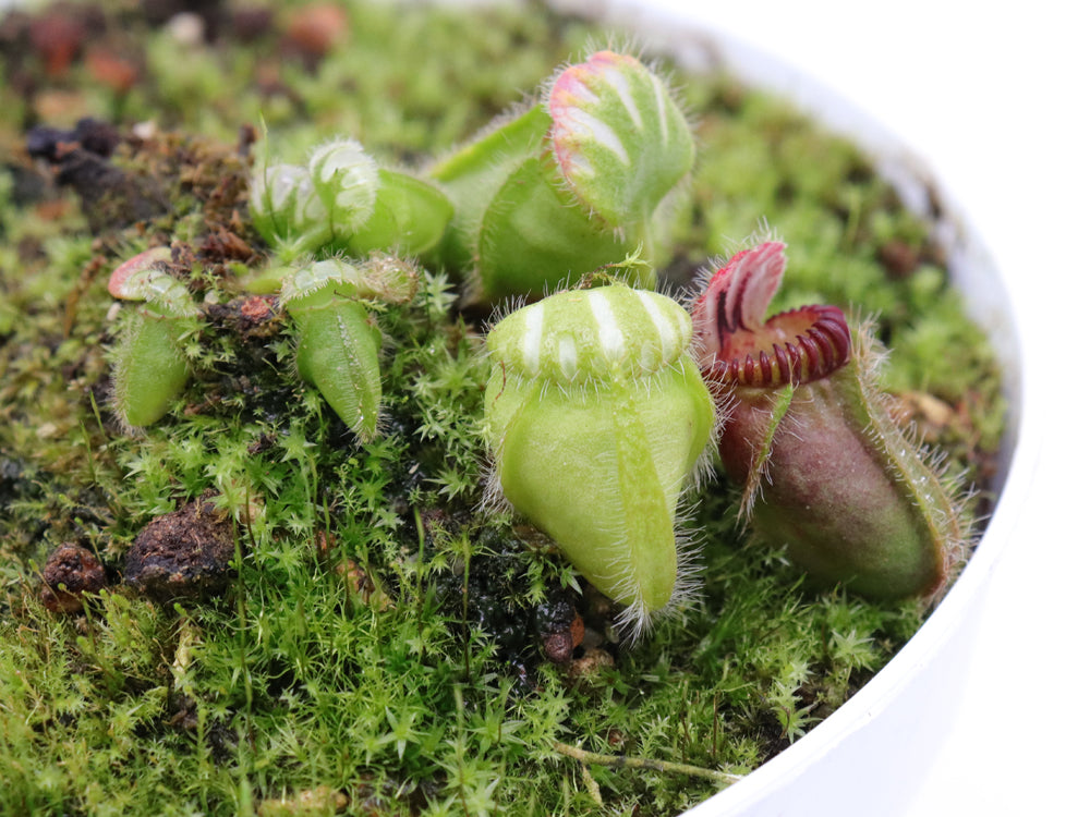 Cephalotus follicularis Two People Bay, Albany, AU M – Giardino Carnivoro