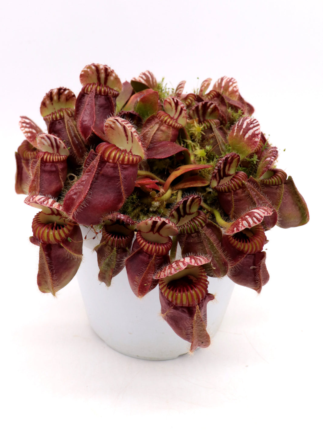 Cephalotus follicularis – Giardino Carnivoro
