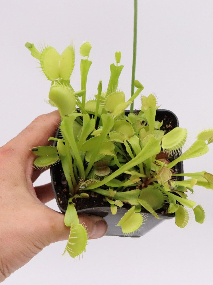 Dionaea muscipula Yellow fused tooth – Giardino Carnivoro