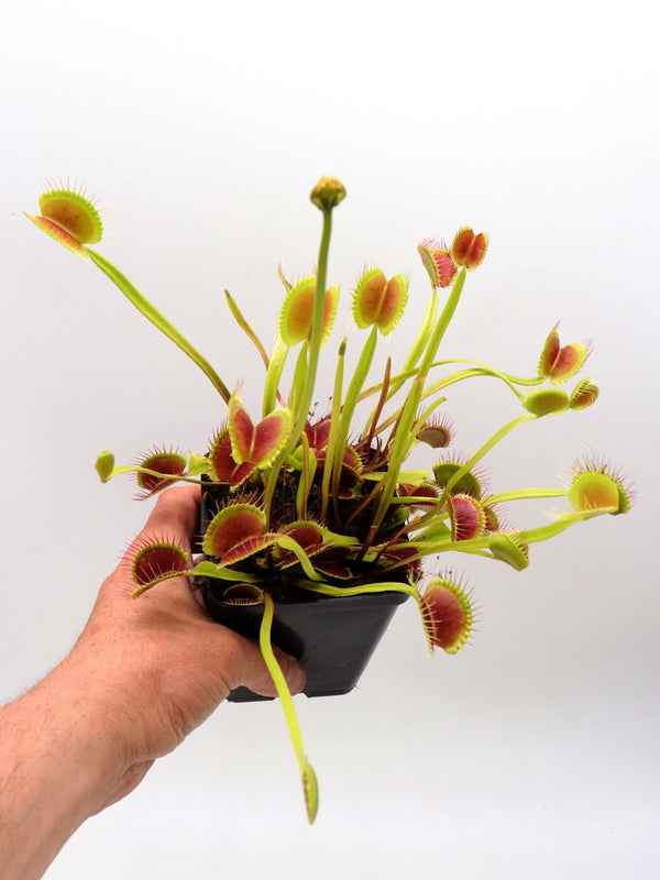 Dionaea muscipula "Spider form" L – Giardino Carnivoro