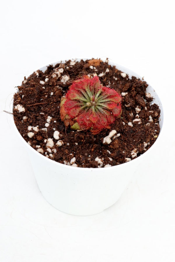 Drosera esmeraldae Cerro Duida, Venezuela M – Giardino Carnivoro