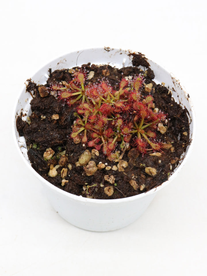 Subtropical Drosera – Giardino Carnivoro
