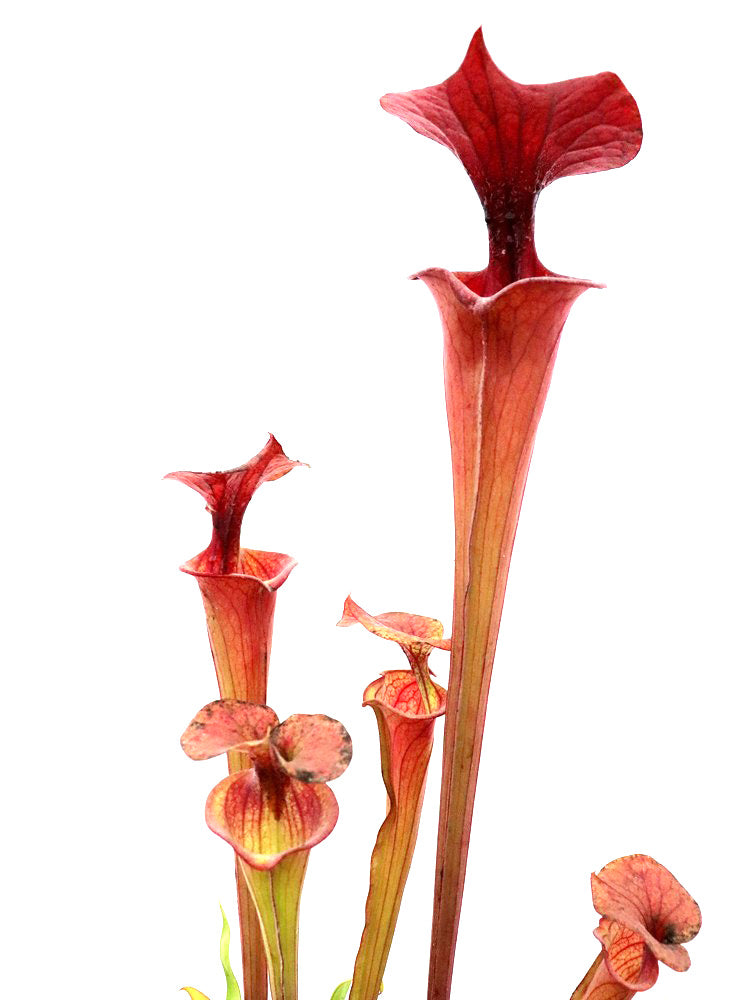 Sarracenia flava var. atropurpurea F27C MK All Red Form, Blackwater Ri ...