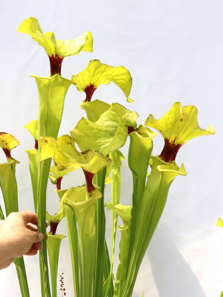 Sarracenia Flava Var. Rugelii – Giardino Carnivoro