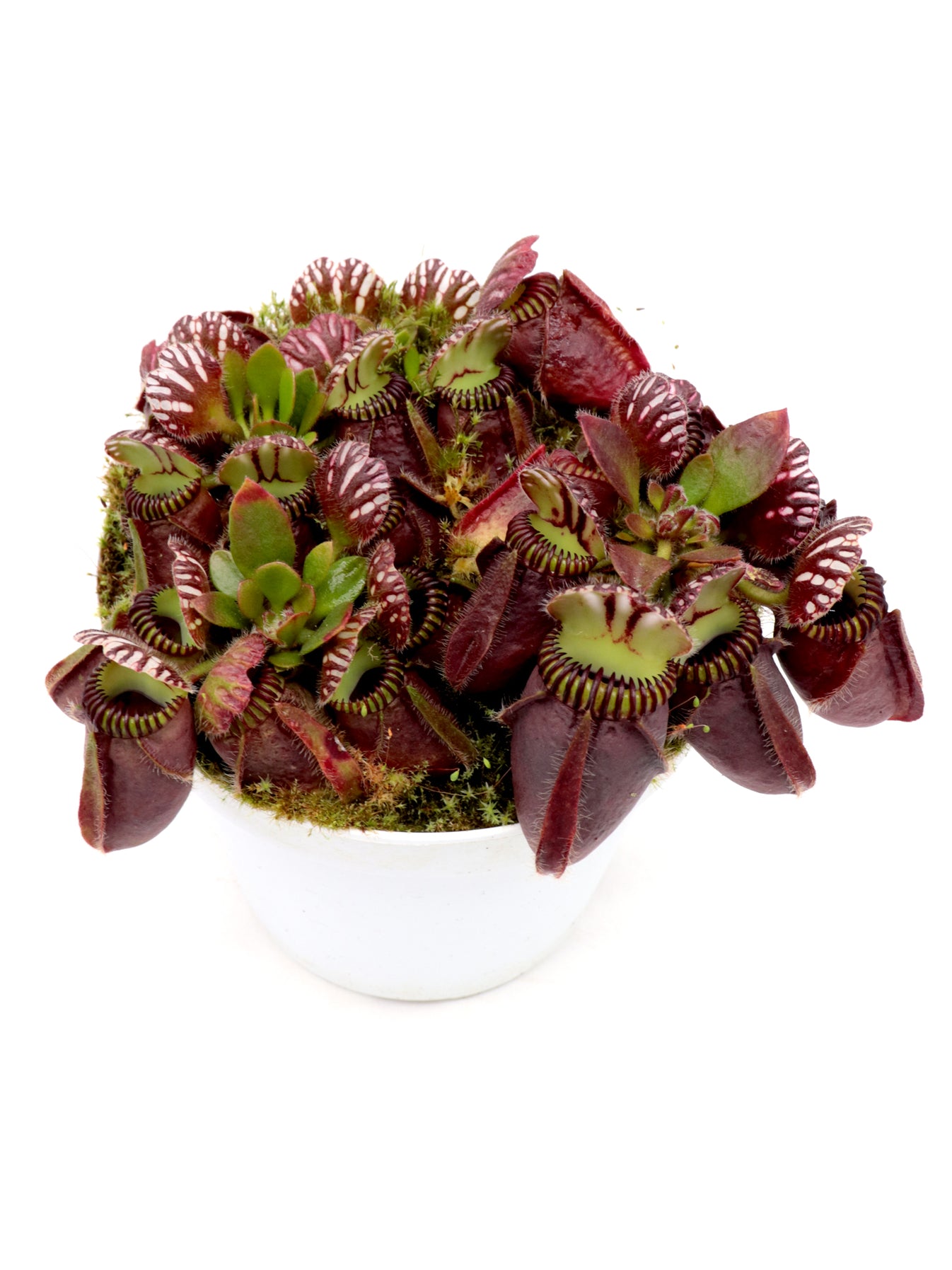 Cephalotus follicularis "Giant" Veek C01 M – Giardino Carnivoro