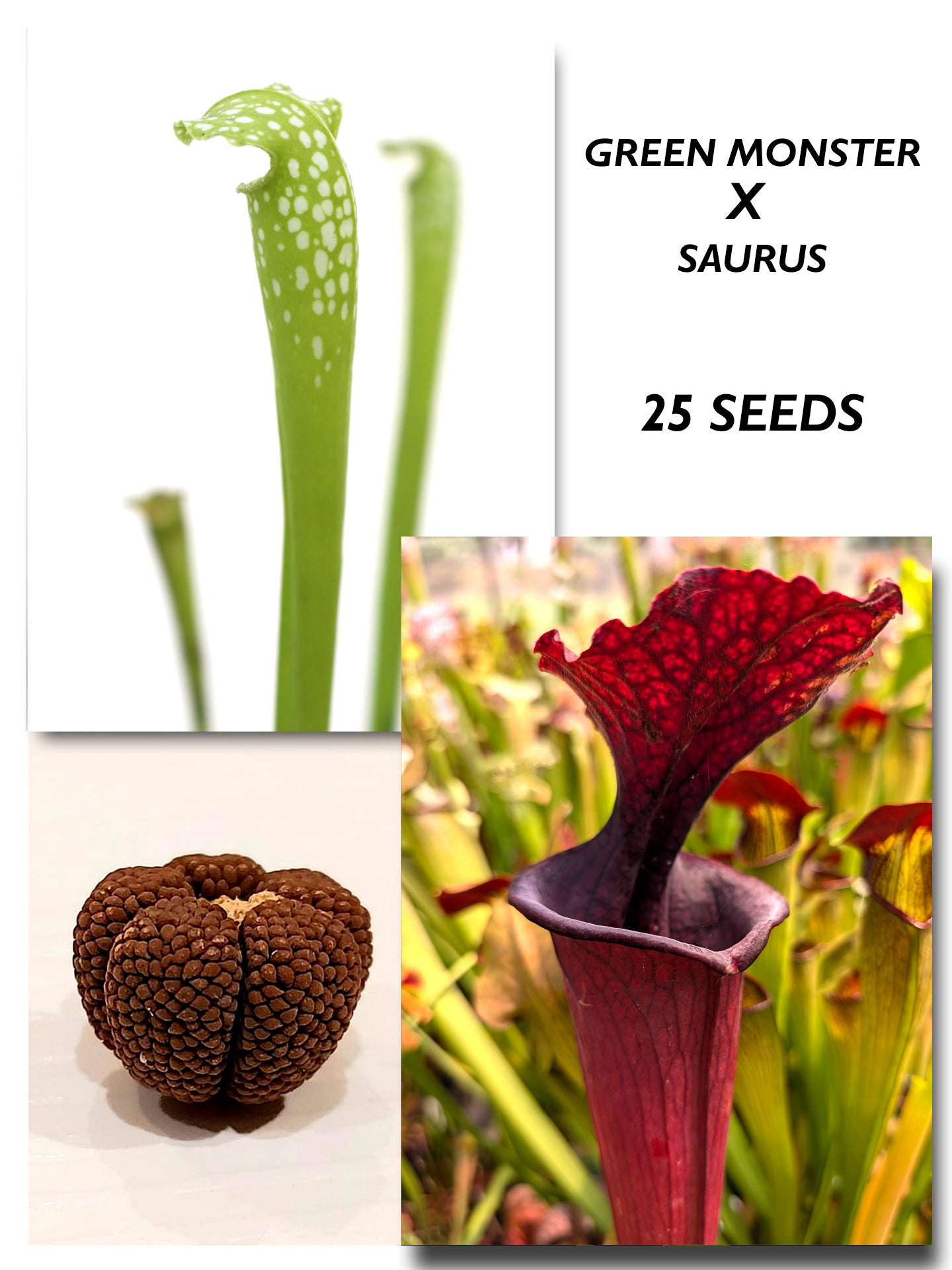 SARRACENIA "GREEN MONSTER" X 'SAURUS' – Giardino Carnivoro