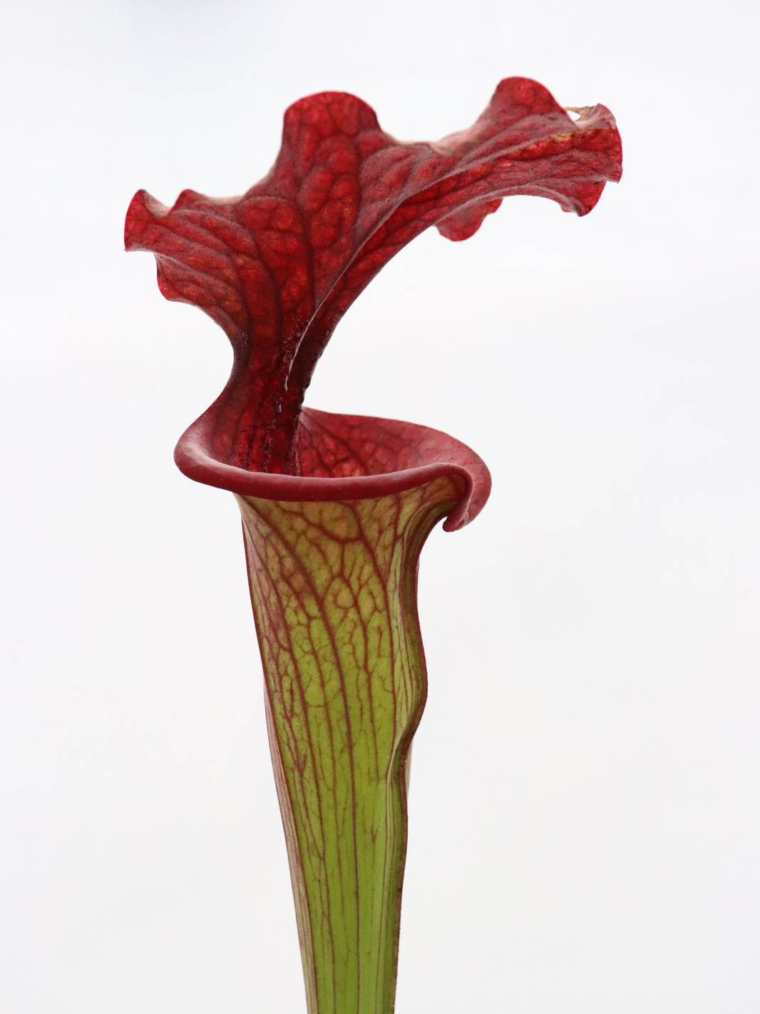 Sarracenia – Giardino Carnivoro