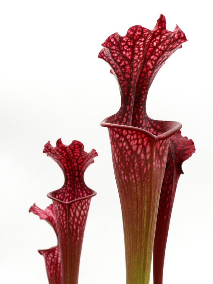 Sarracenia – Giardino Carnivoro