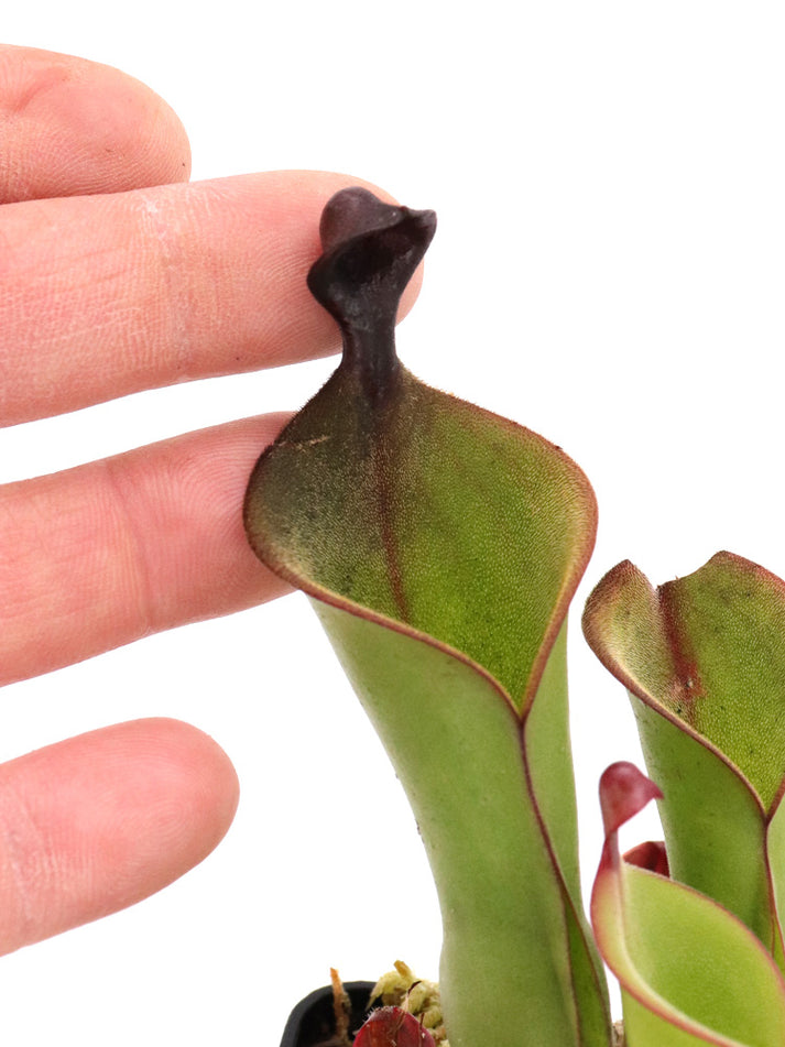 Heliamphora "Mickey" L – Giardino Carnivoro