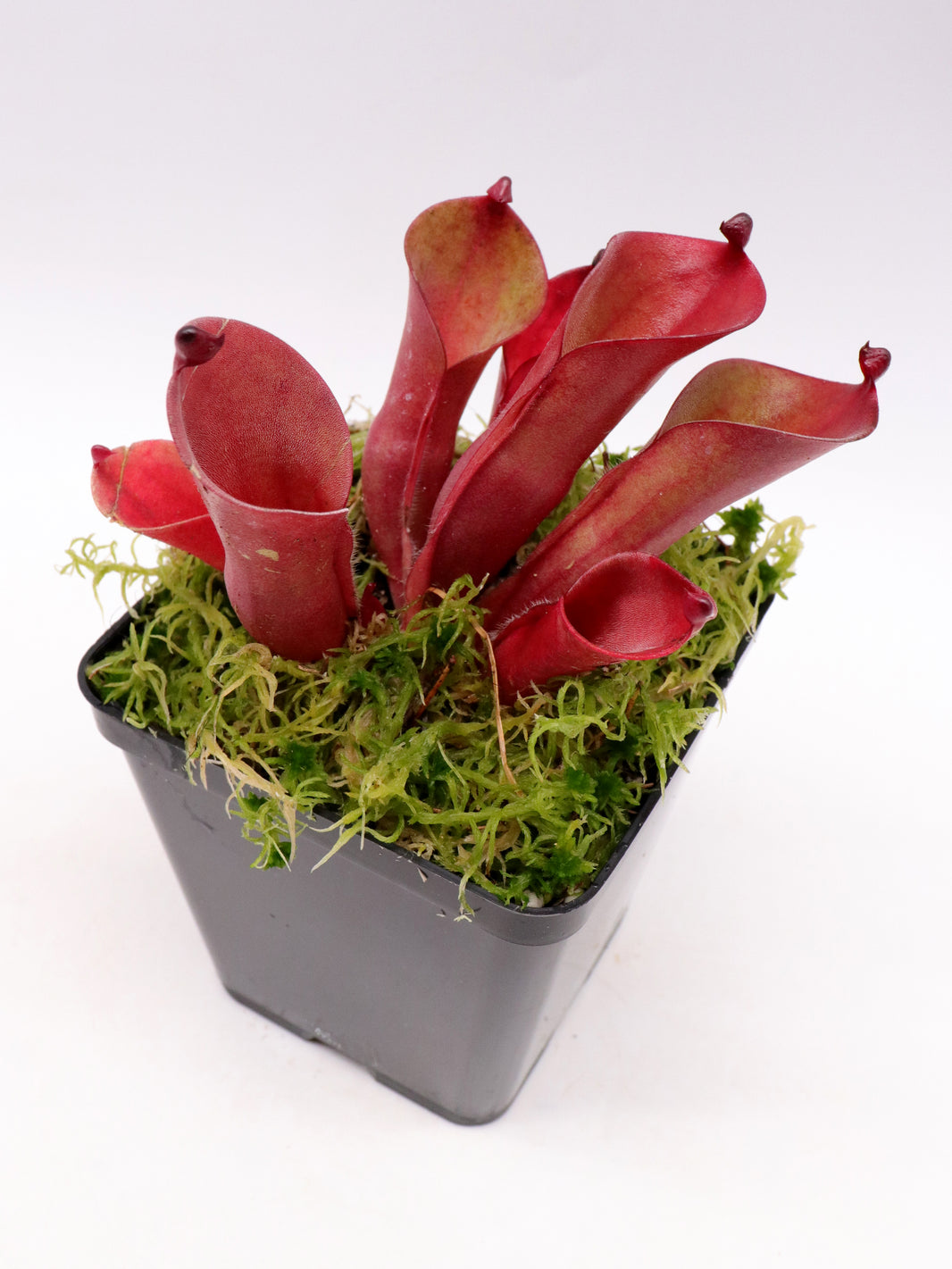 Sale of carnivorous plants and rare plants – Giardino Carnivoro