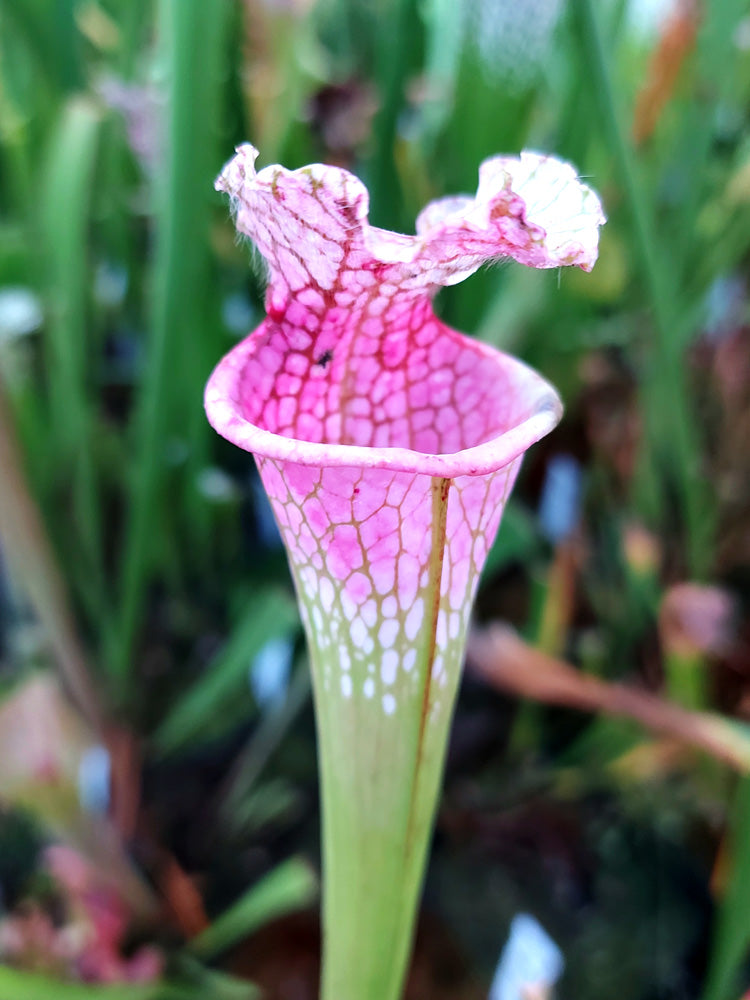 Sarracenia leucophylla “Ruby Joyce” x var.alba( No. 5) L131 MK ...