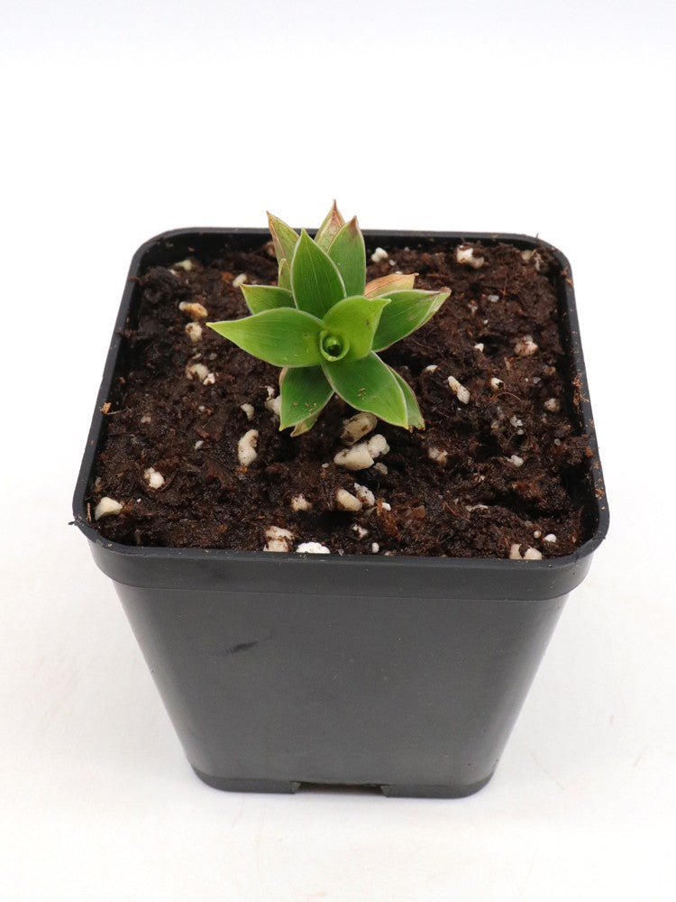 Orectanthe aff. sceptrum Auyan tepui, Venezuela M – Giardino Carnivoro