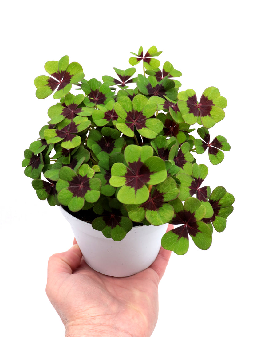 Oxalis Deppei 'Iron Cross' – Giardino Carnivoro