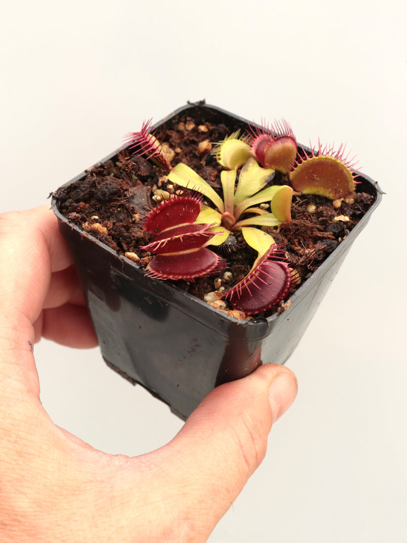 Dionaea muscipula "Prickly pear" L – Giardino Carnivoro