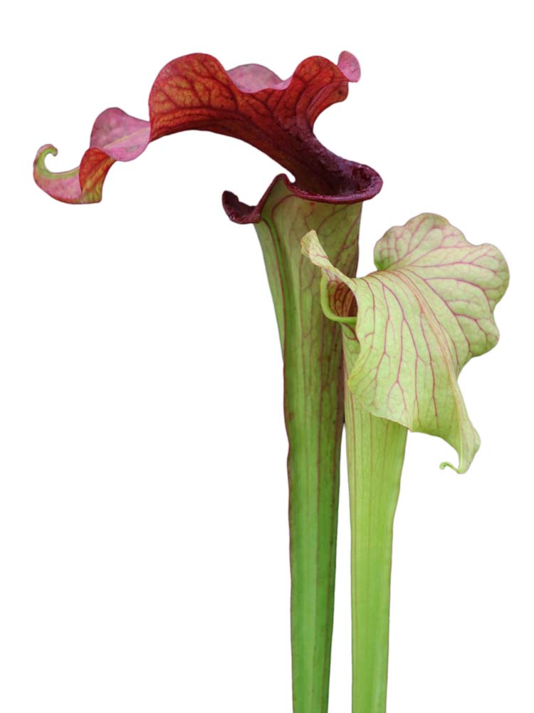 S.x 'Reptilian rose' L – Giardino Carnivoro