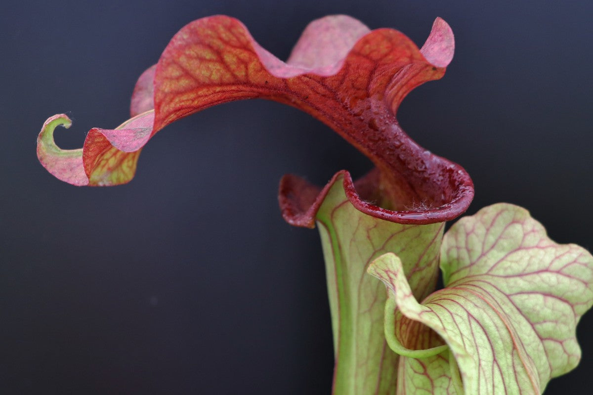 S.x 'Reptilian rose' L – Giardino Carnivoro