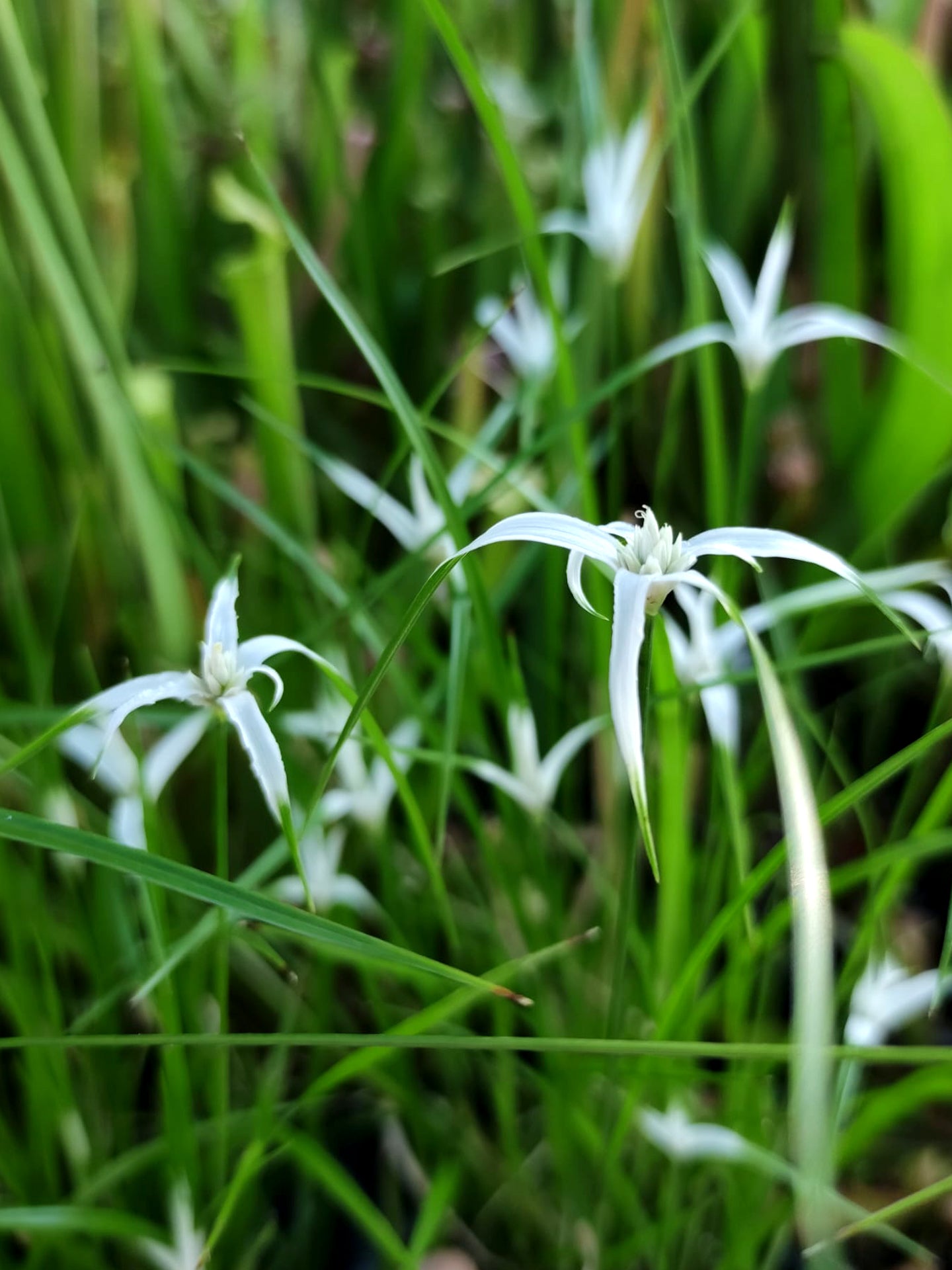 Rhynchospora colorata – Giardino Carnivoro