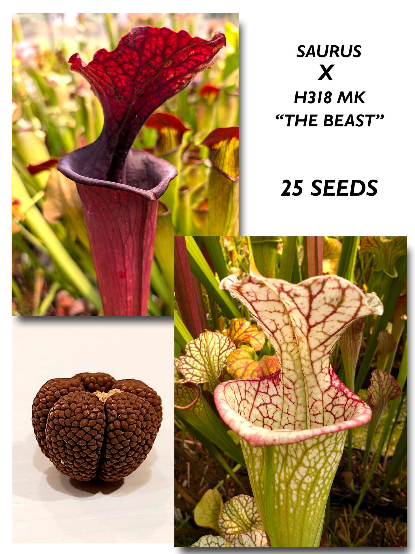 SARRACENIA 'SAURUS' X "THE BEAST" H318 MK – Giardino Carnivoro