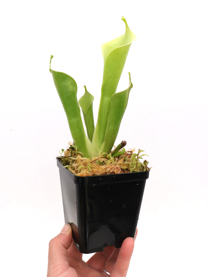 Heliamphora tatei var. tatei Cerro Marahuaca, Venezuela L – Giardino ...