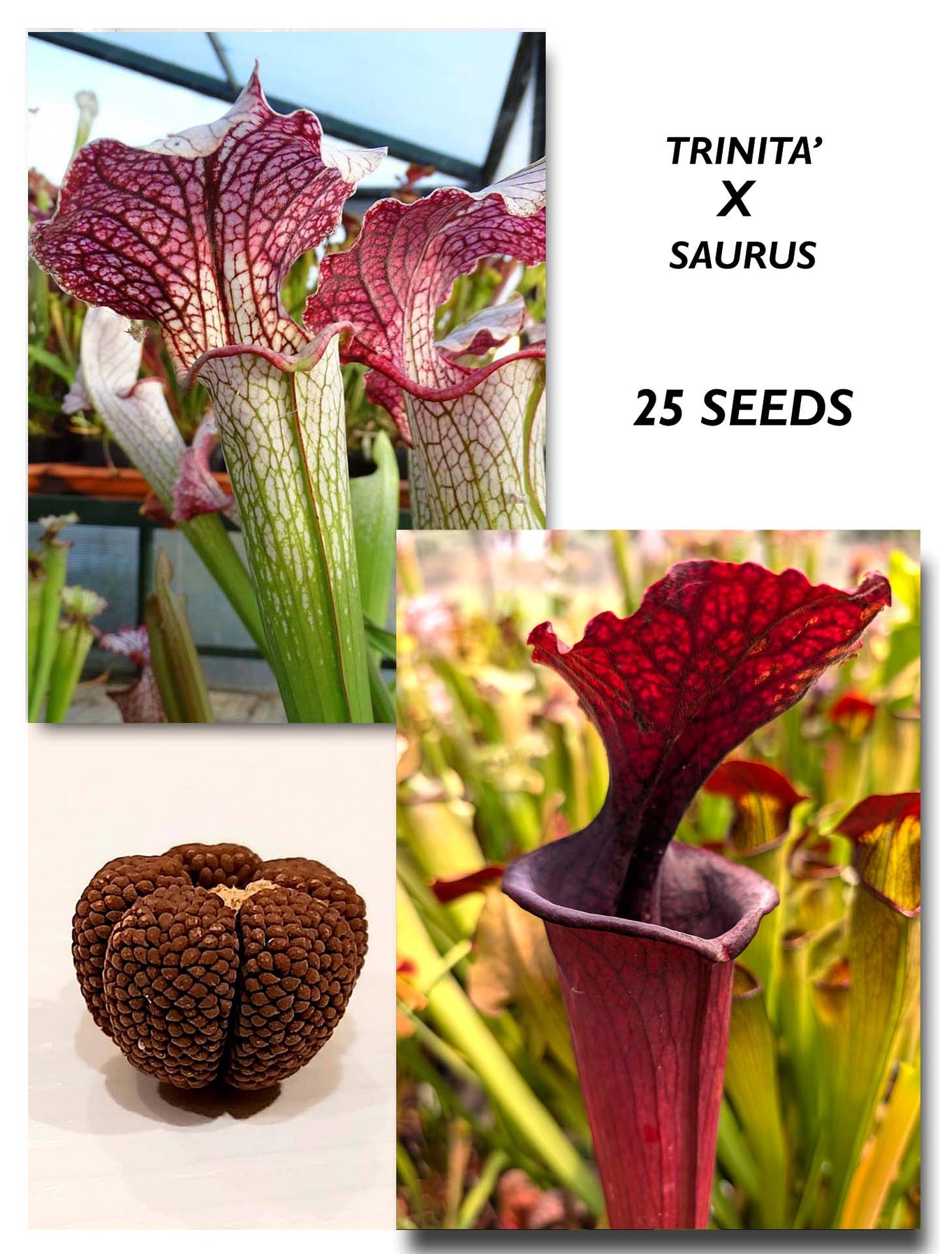 SARRACENIA "TRINITA" X 'SAURUS' – Giardino Carnivoro