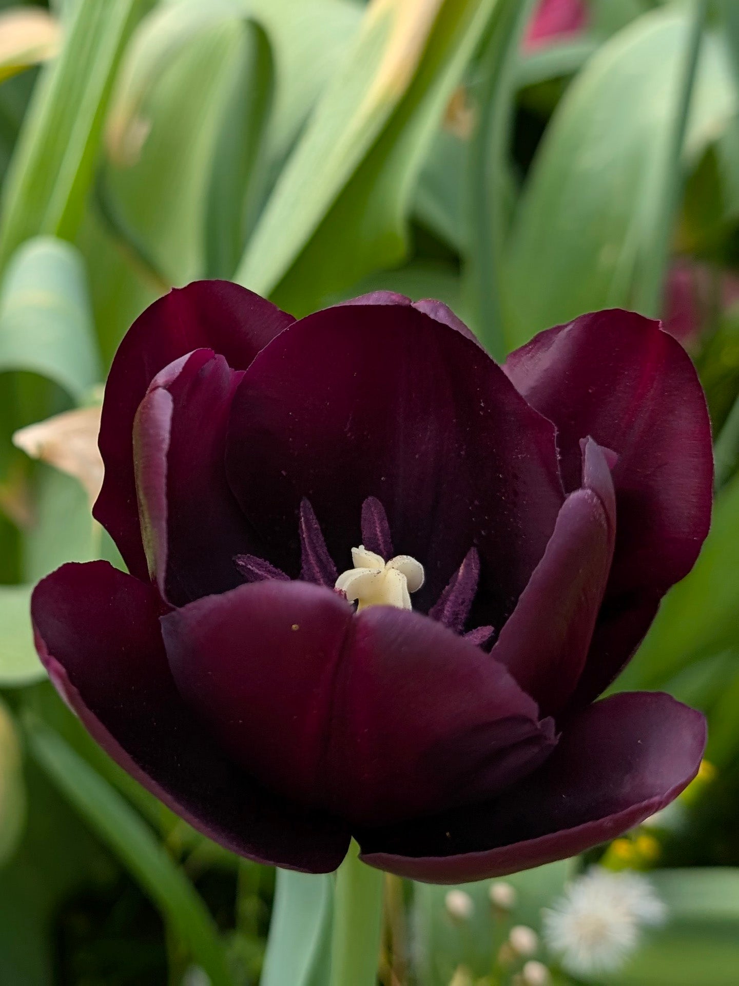 Tulipano nero "Queen of Night" – Giardino Carnivoro