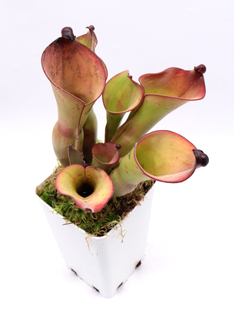 Heliamphora uncinata "E" – Giardino Carnivoro