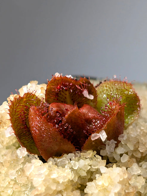 Drosera aberrans – Giardino Carnivoro