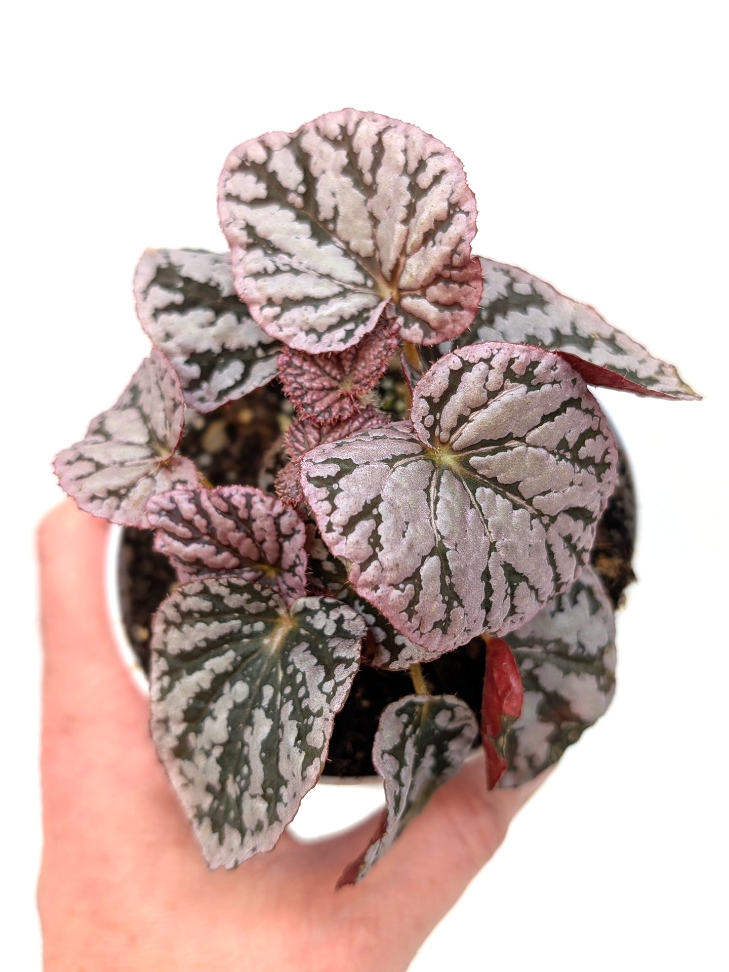 Begonia magic colour "Pastel Pink" – Giardino Carnivoro
