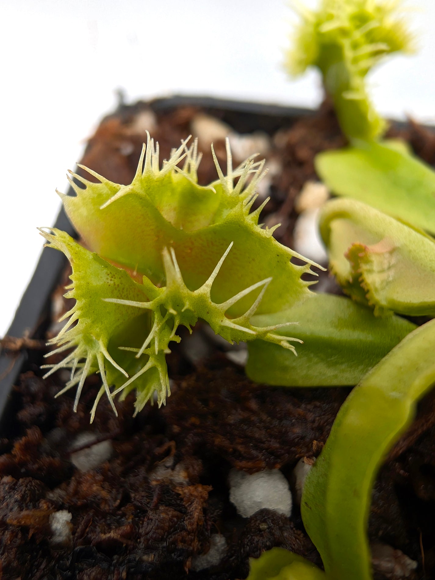 Dionaea muscipula Biohazard 1 – Giardino Carnivoro