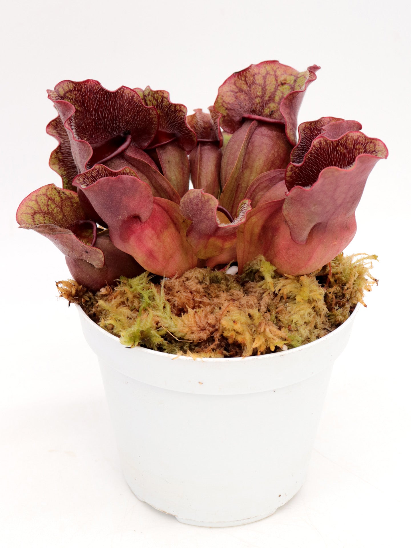 Sarracenia purpurea – Giardino Carnivoro