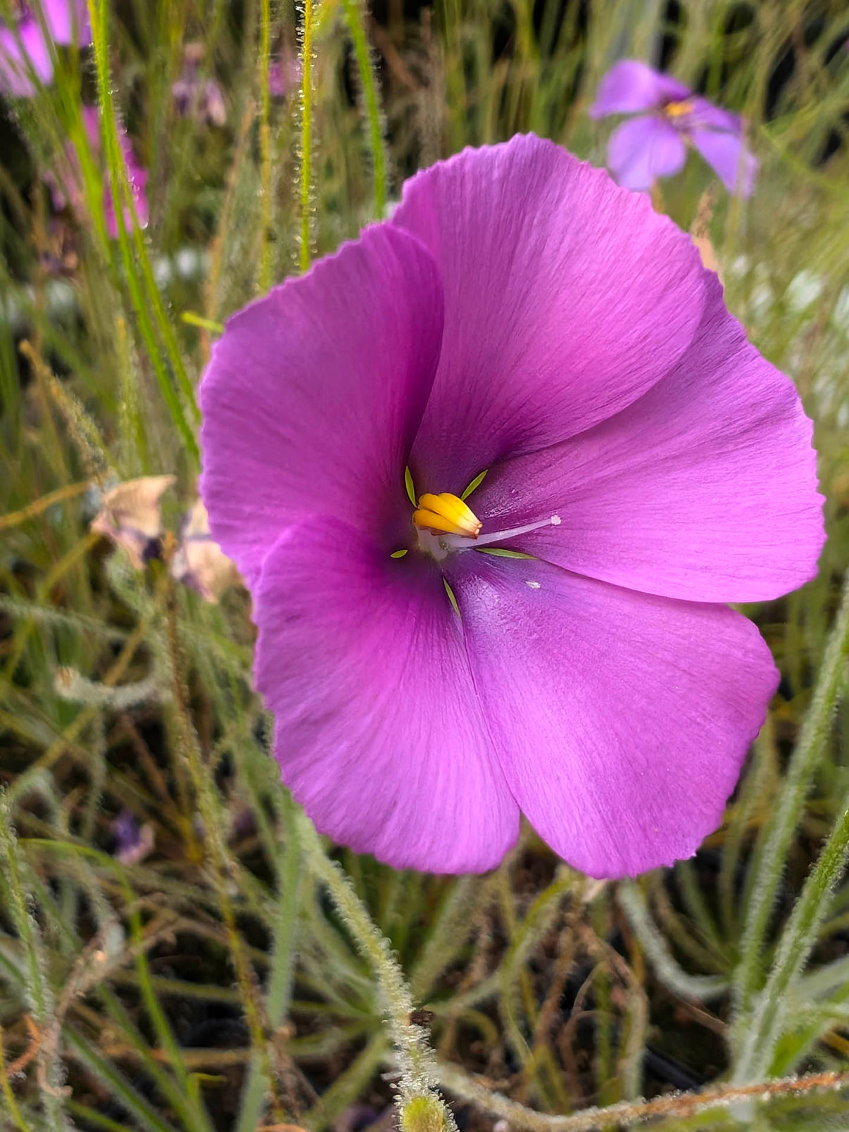 Byblis gigantea – Giardino Carnivoro