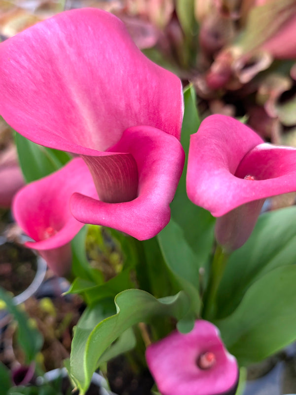 Calla "Pink" – Giardino Carnivoro