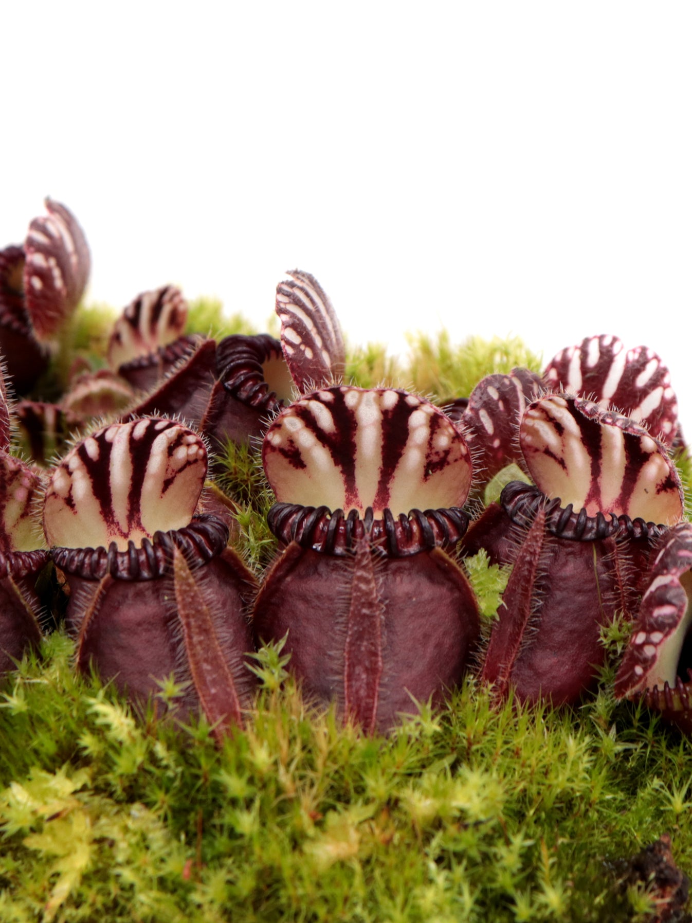Cephalotus follicularis Ledge Bay "Squat Form" Allen Lowrie – Giardino ...