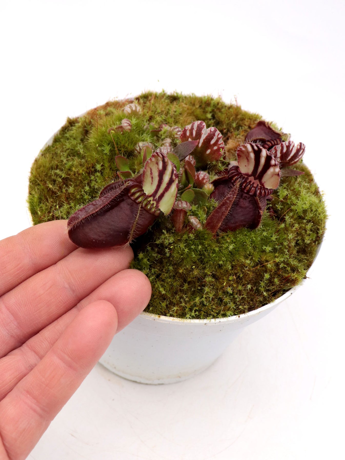 Cephalotus follicularis 'Elizabeth' – Giardino Carnivoro