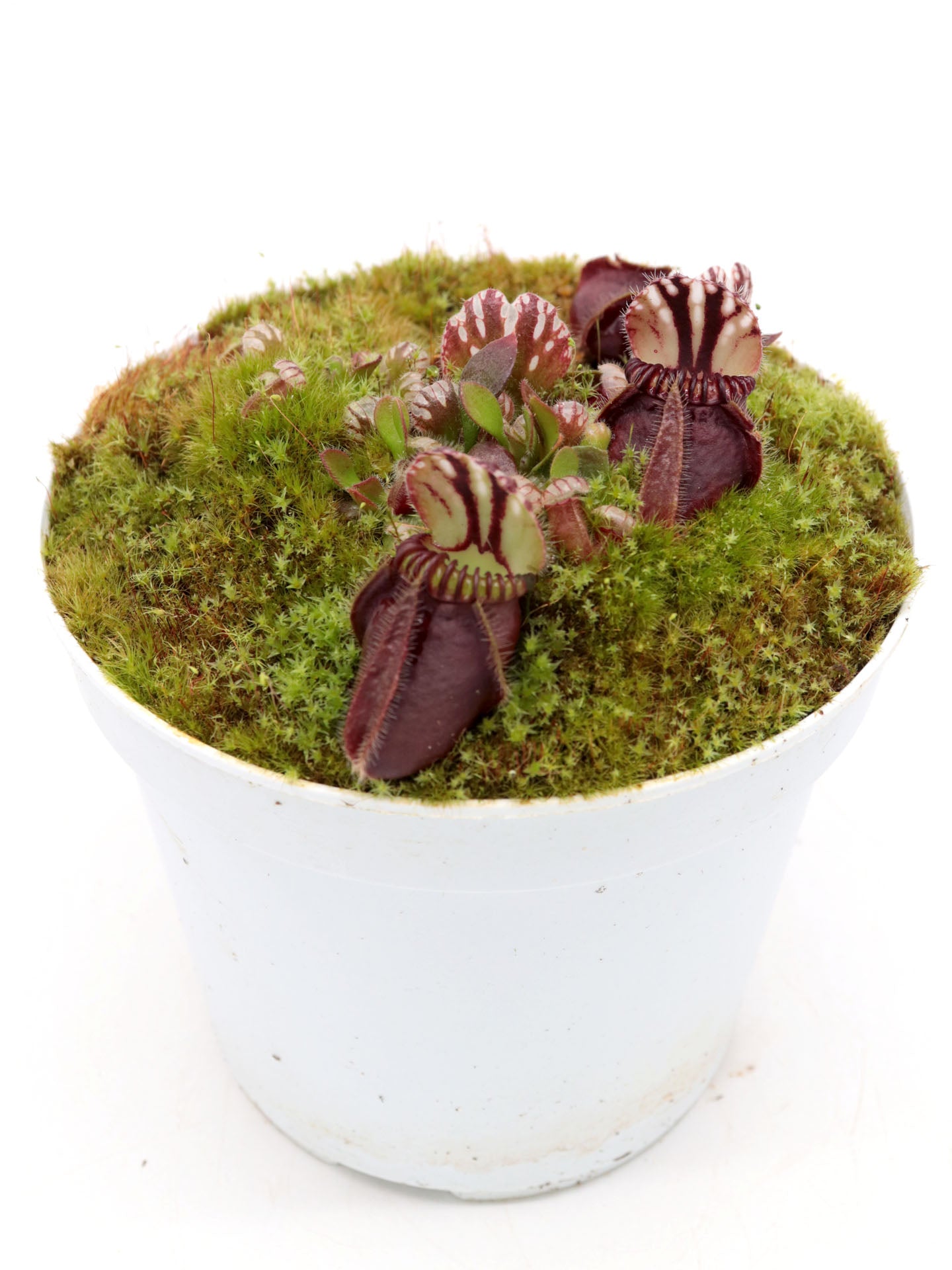 Cephalotus follicularis "Elizabeth" – Giardino Carnivoro
