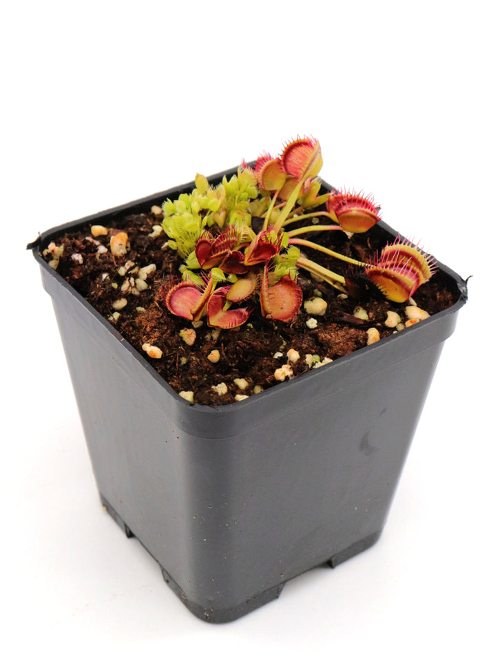 Dionaea muscipula 'Cross teeth' M – Giardino Carnivoro