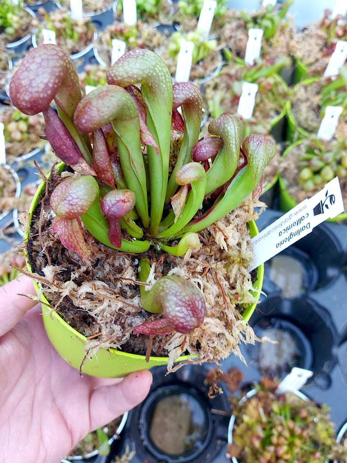 Darlingtonia californica in live sphagnum moss L – Giardino Carnivoro