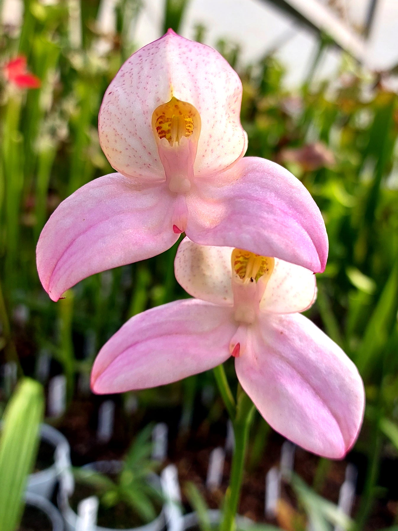 Disa x "Collette Cywes Blush" – Giardino Carnivoro