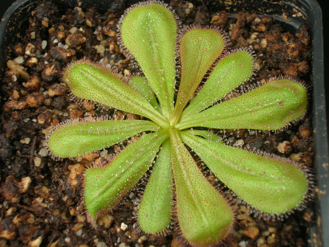 Drosera tuberosa – Giardino Carnivoro
