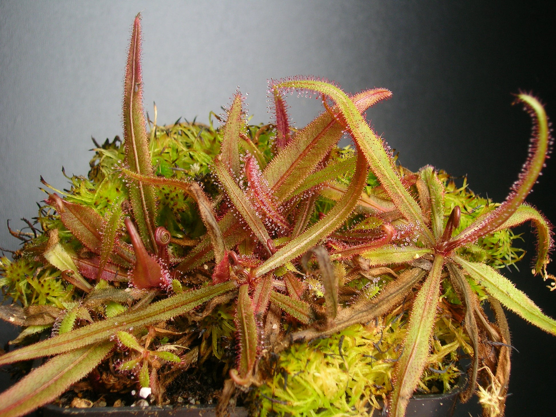 Drosera adelae "Giant" M – Giardino Carnivoro