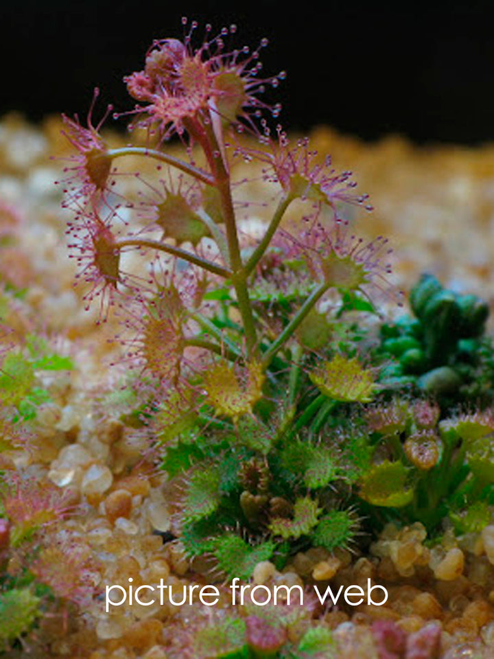 Drosera tuberosa – Giardino Carnivoro