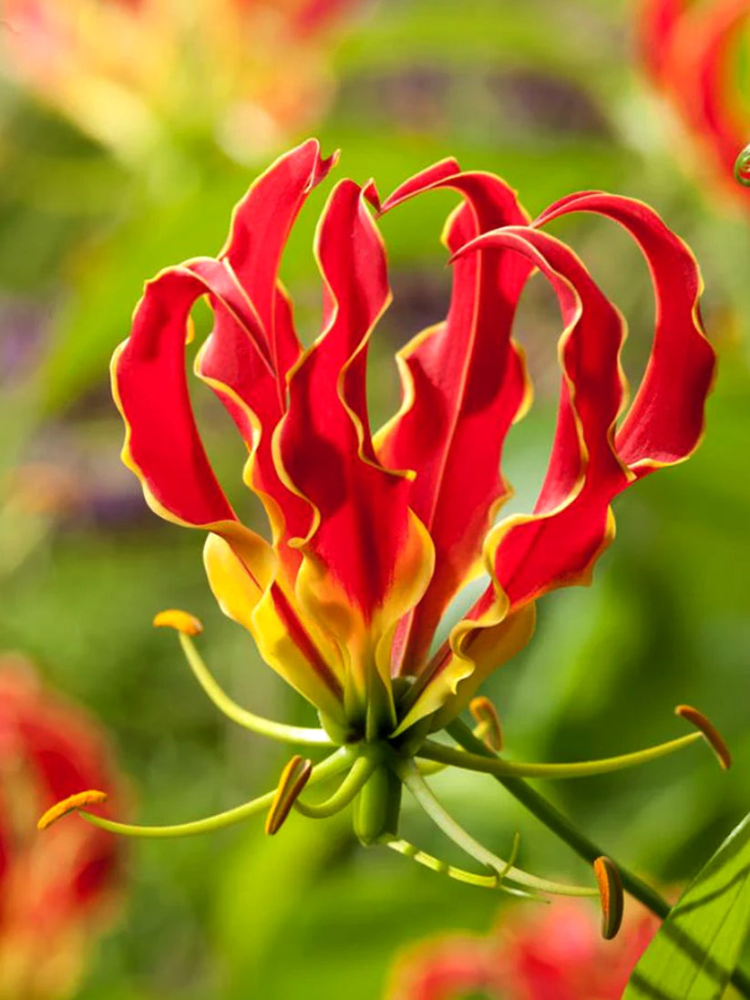 Gloriosa superba 'Tomas de Bruyne' – Giardino Carnivoro